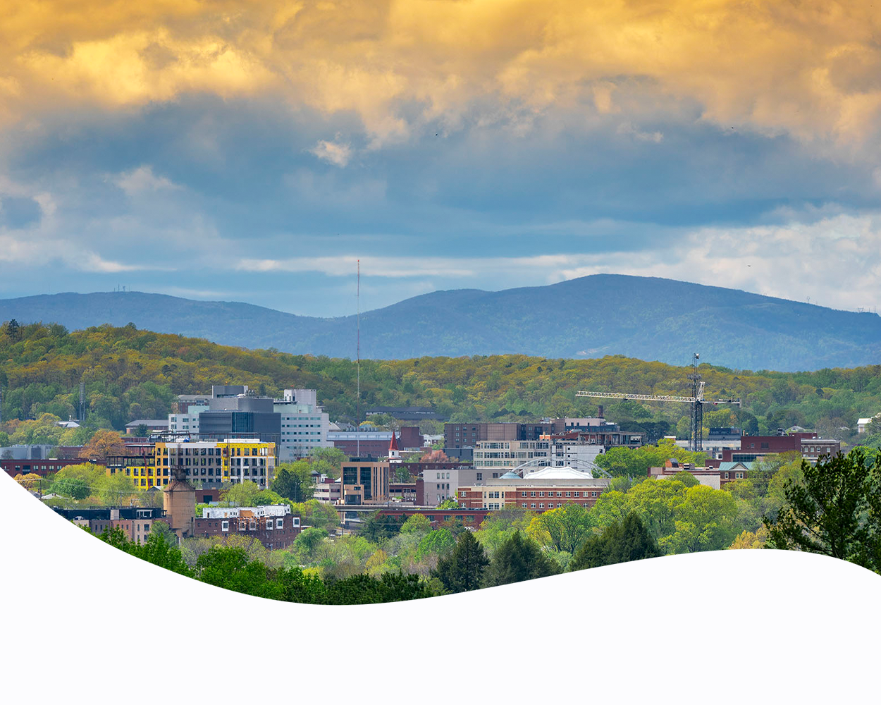 ReLeaf Cville.org