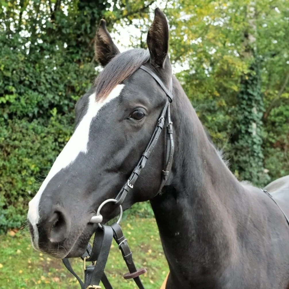 Horses In Training — Jack Jones Racing