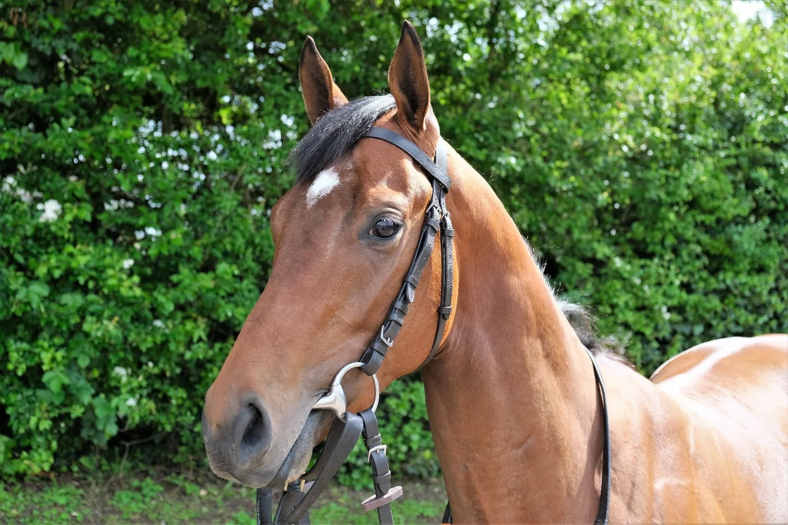 Horses In Training — Jack Jones Racing