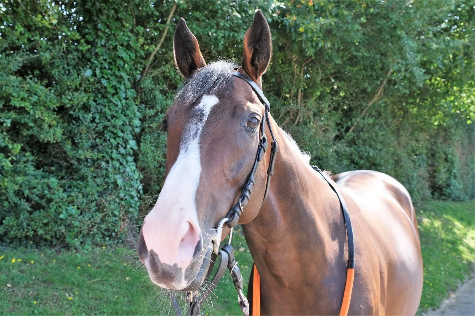 Horses In Training — Jack Jones Racing