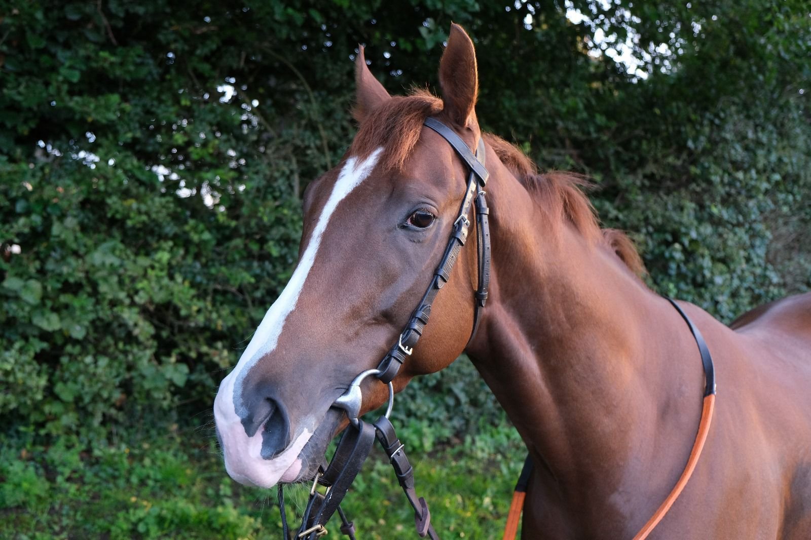 Jack Jones Racing | Racehorse Trainer, Newmarket UK