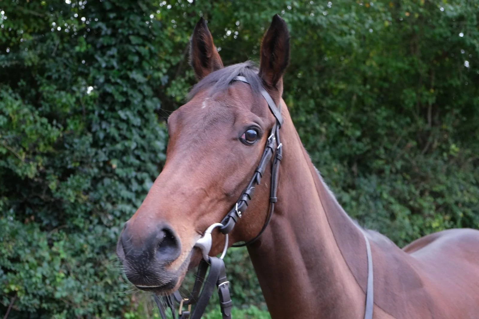 Horses In Training — Jack Jones Racing