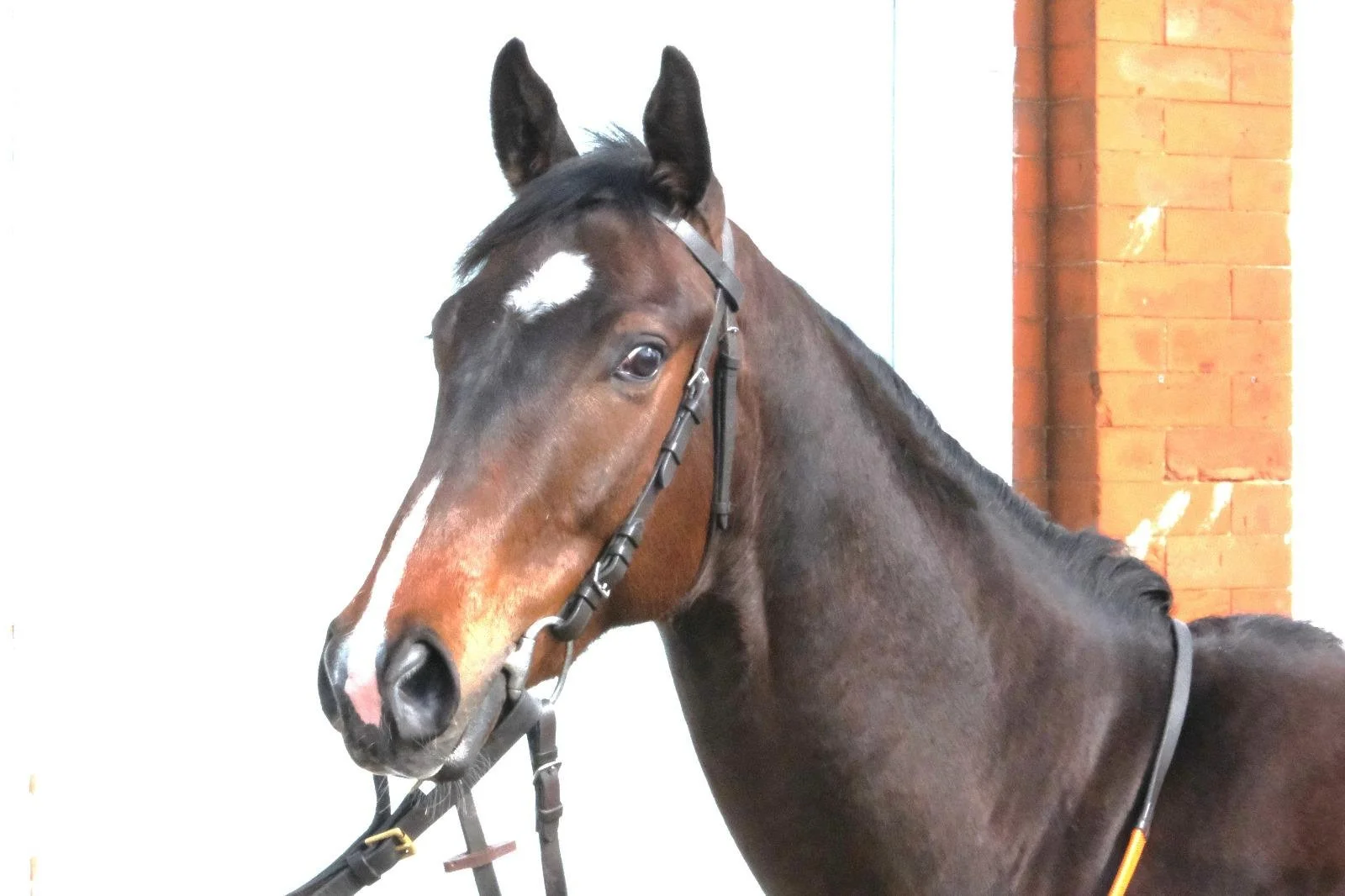 Horses In Training — Jack Jones Racing