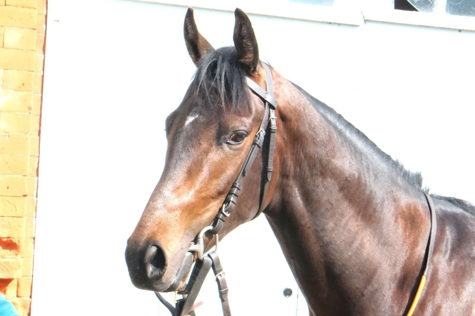 Horses In Training — Jack Jones Racing