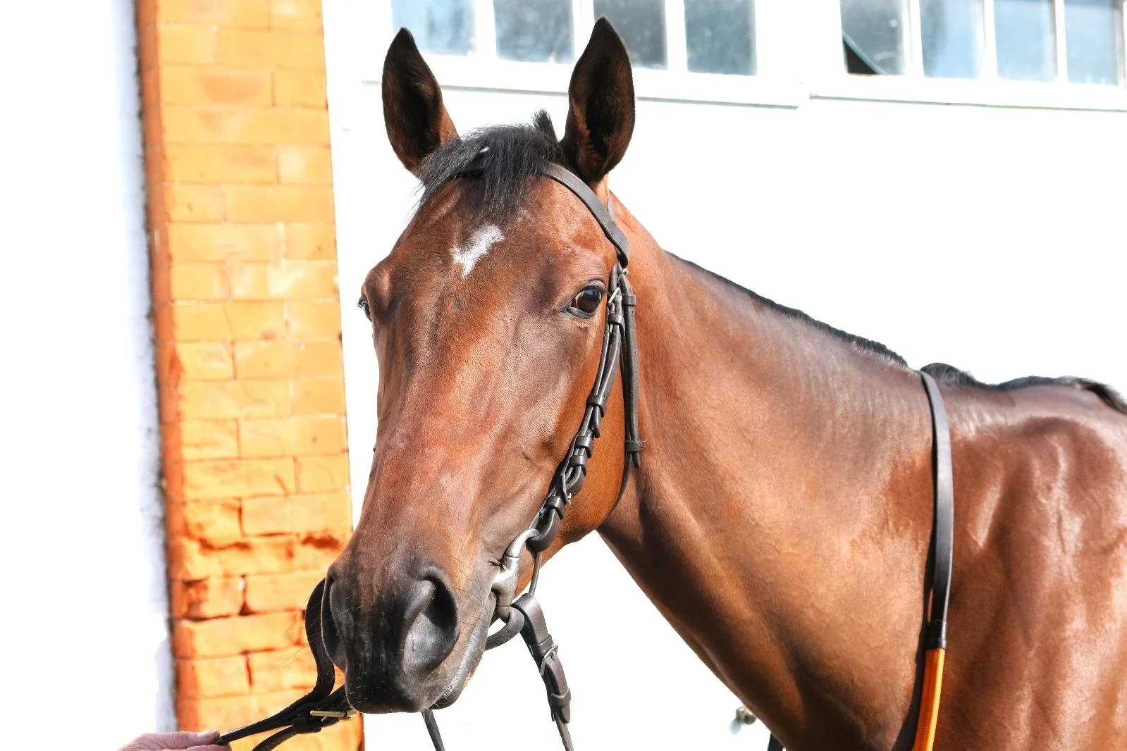 Horses In Training — Jack Jones Racing