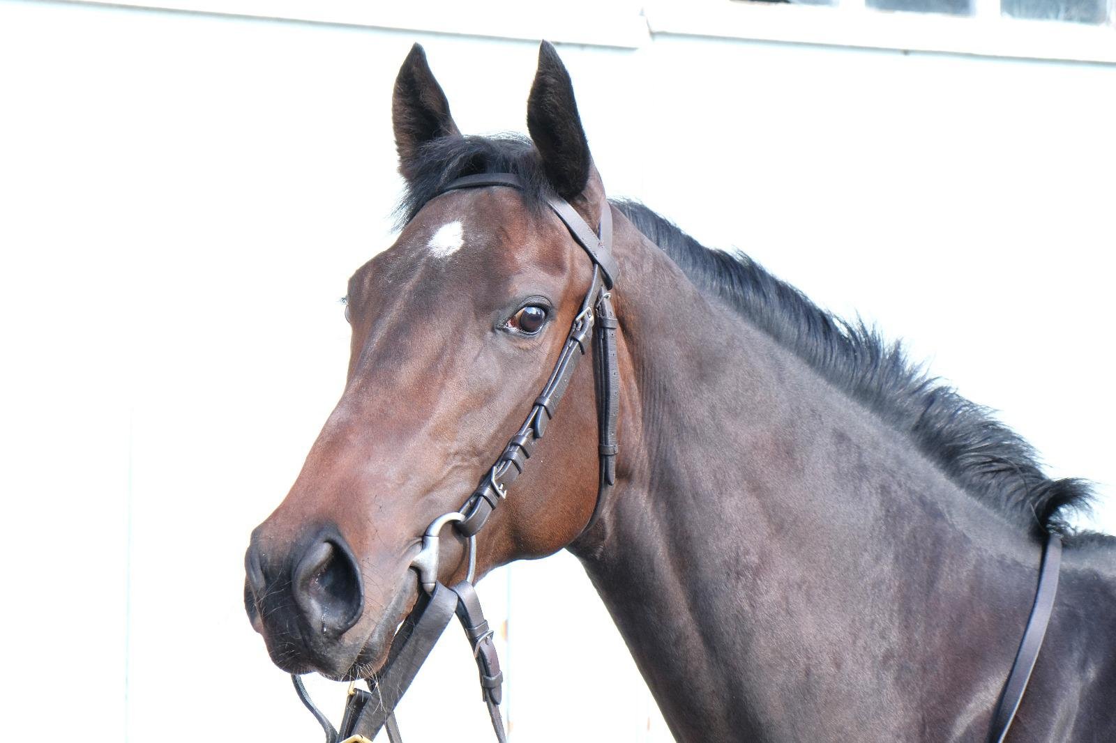 Horses In Training — Jack Jones Racing