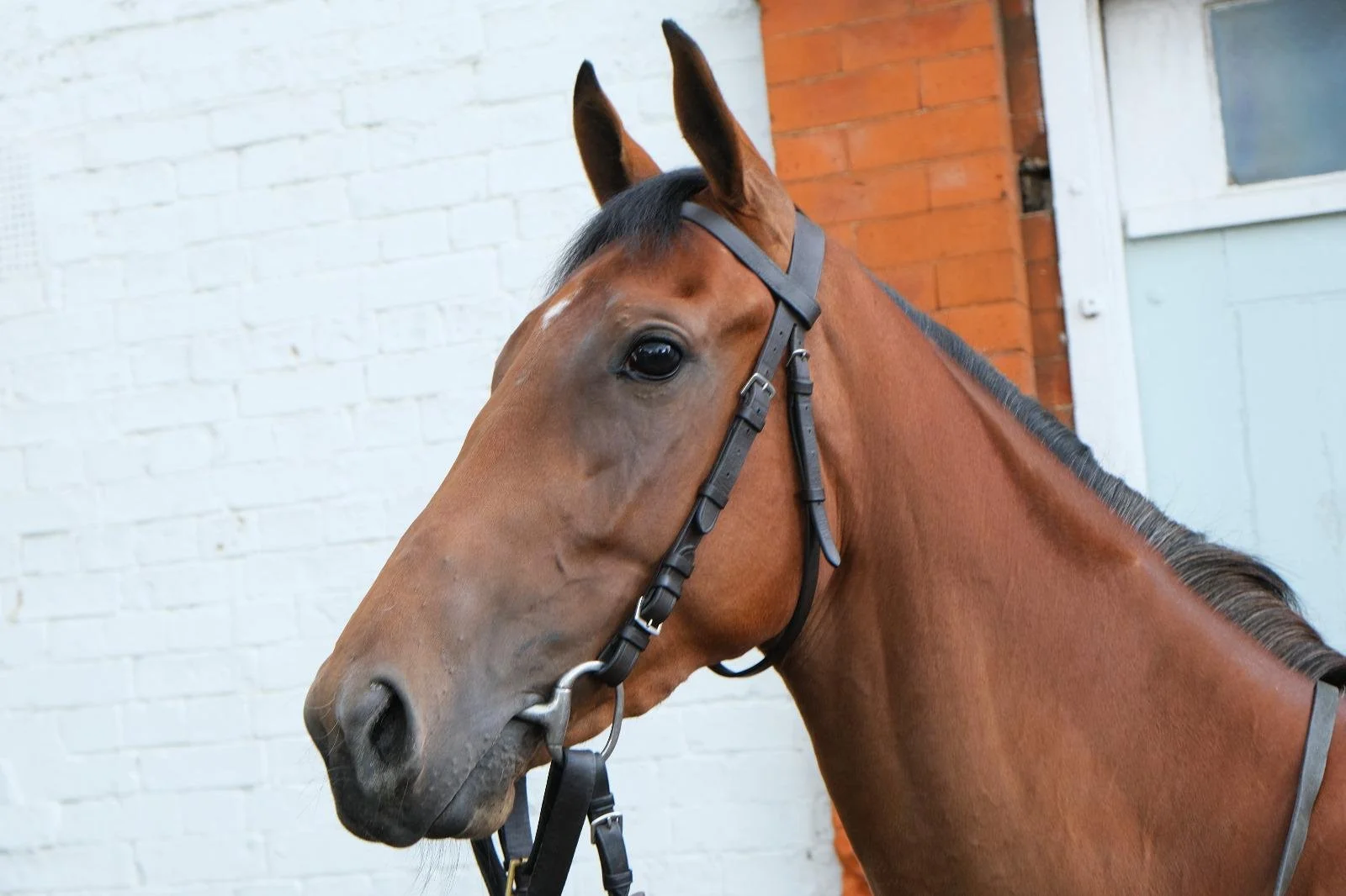 Horses In Training — Jack Jones Racing