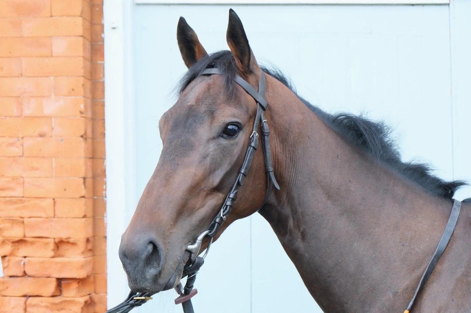 Jack Jones Racing | Racehorse Trainer, Newmarket UK