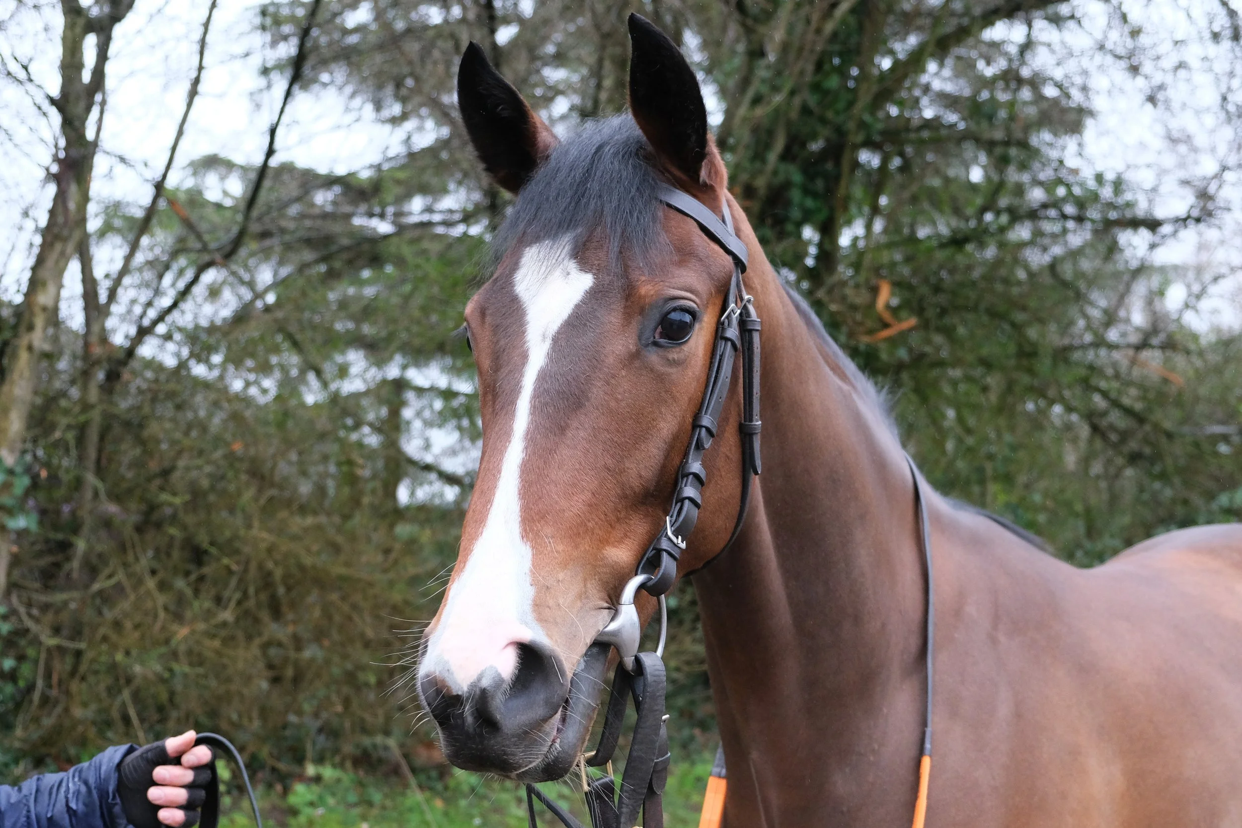 Horses In Training — Jack Jones Racing