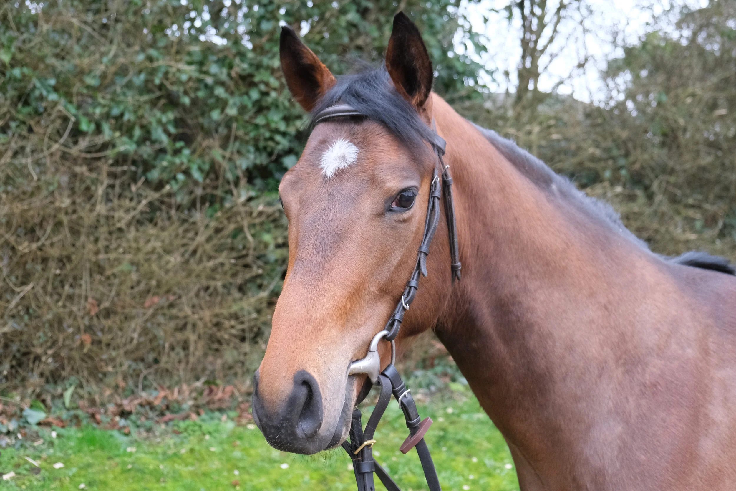 Horses In Training — Jack Jones Racing