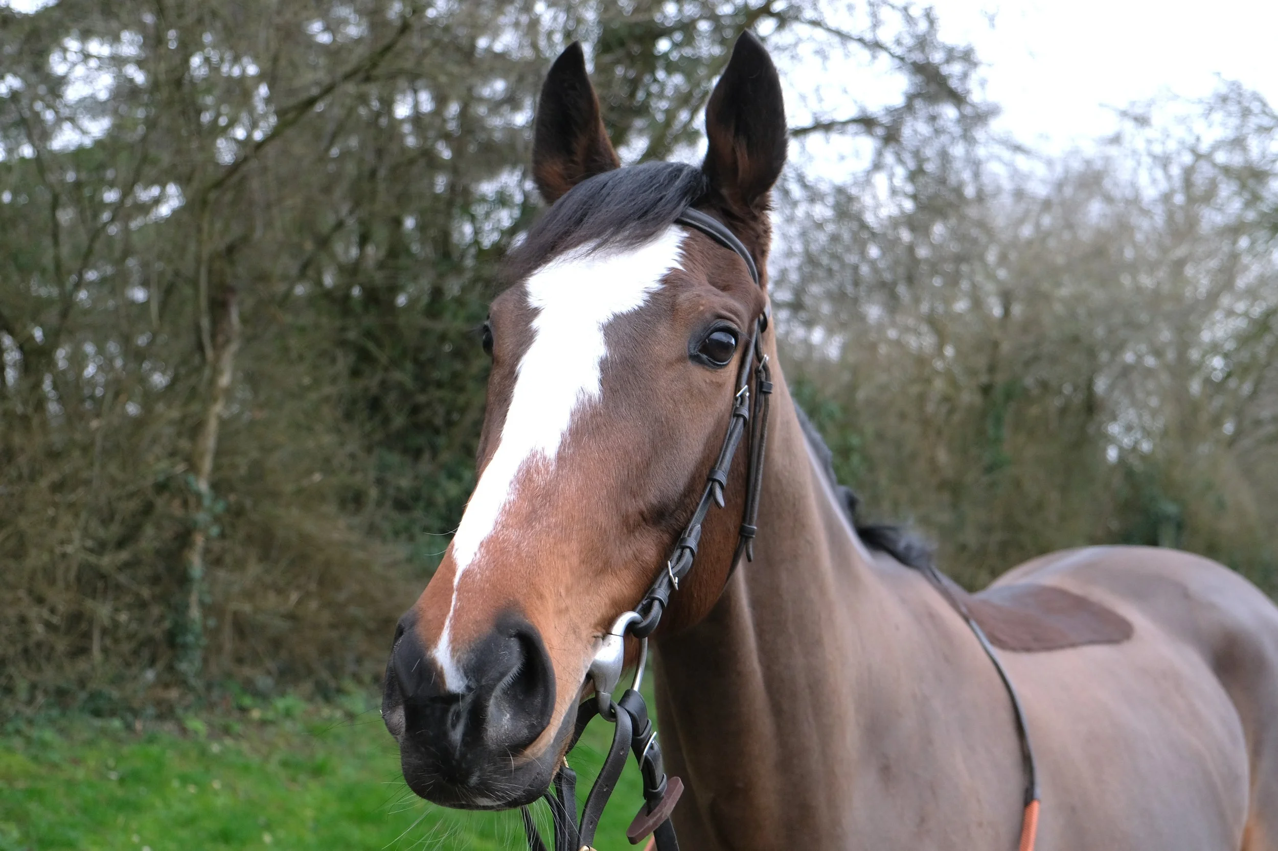 Horses In Training — Jack Jones Racing