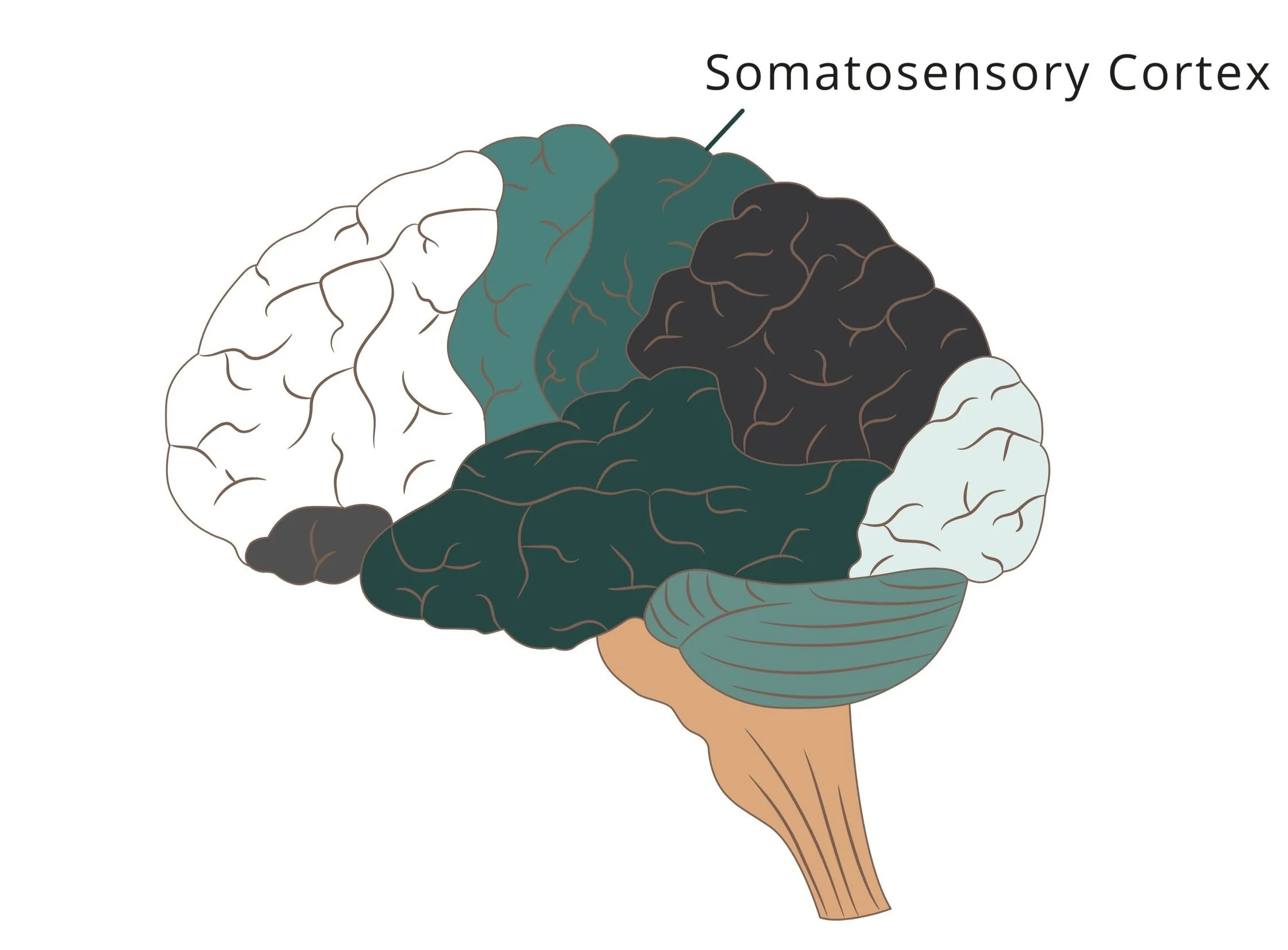 What is the Somatosensory System? — HealthyHips.ca