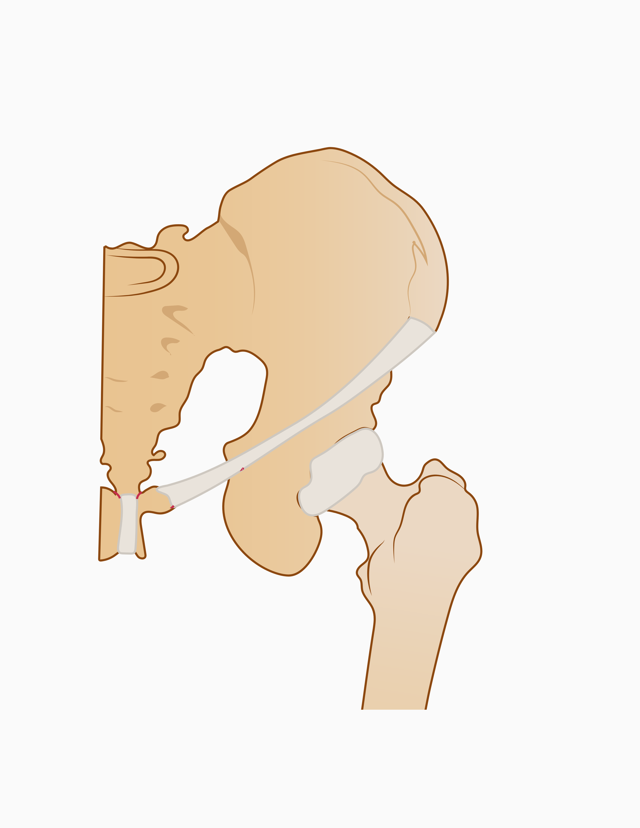 What is the SI Joint? — HealthyHips.ca