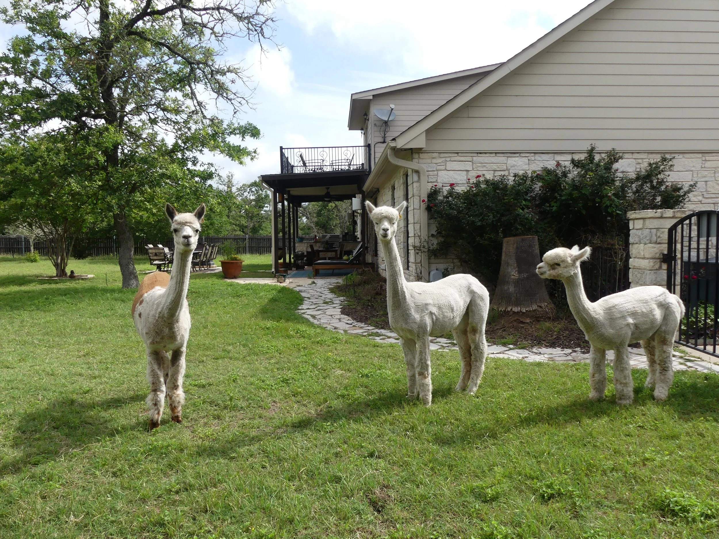 Visiting — The Austin Alpaca Playhouse