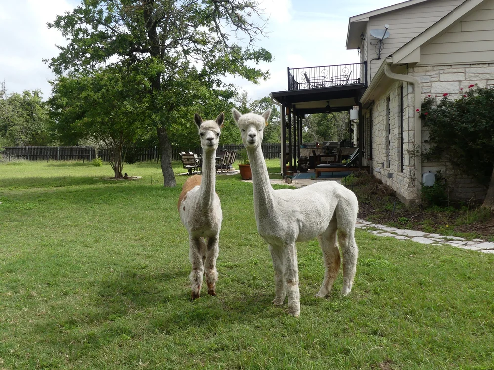 The Austin Alpaca Playhouse