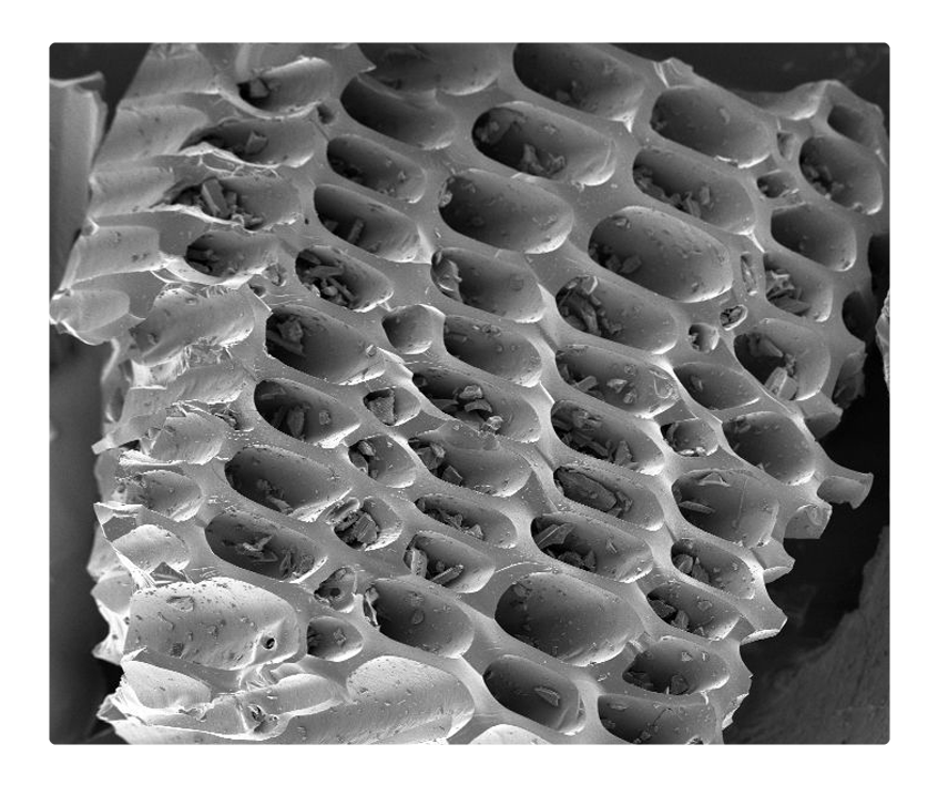 Biographite | The Future of Graphite | CarbonScape — CarbonScape Ltd