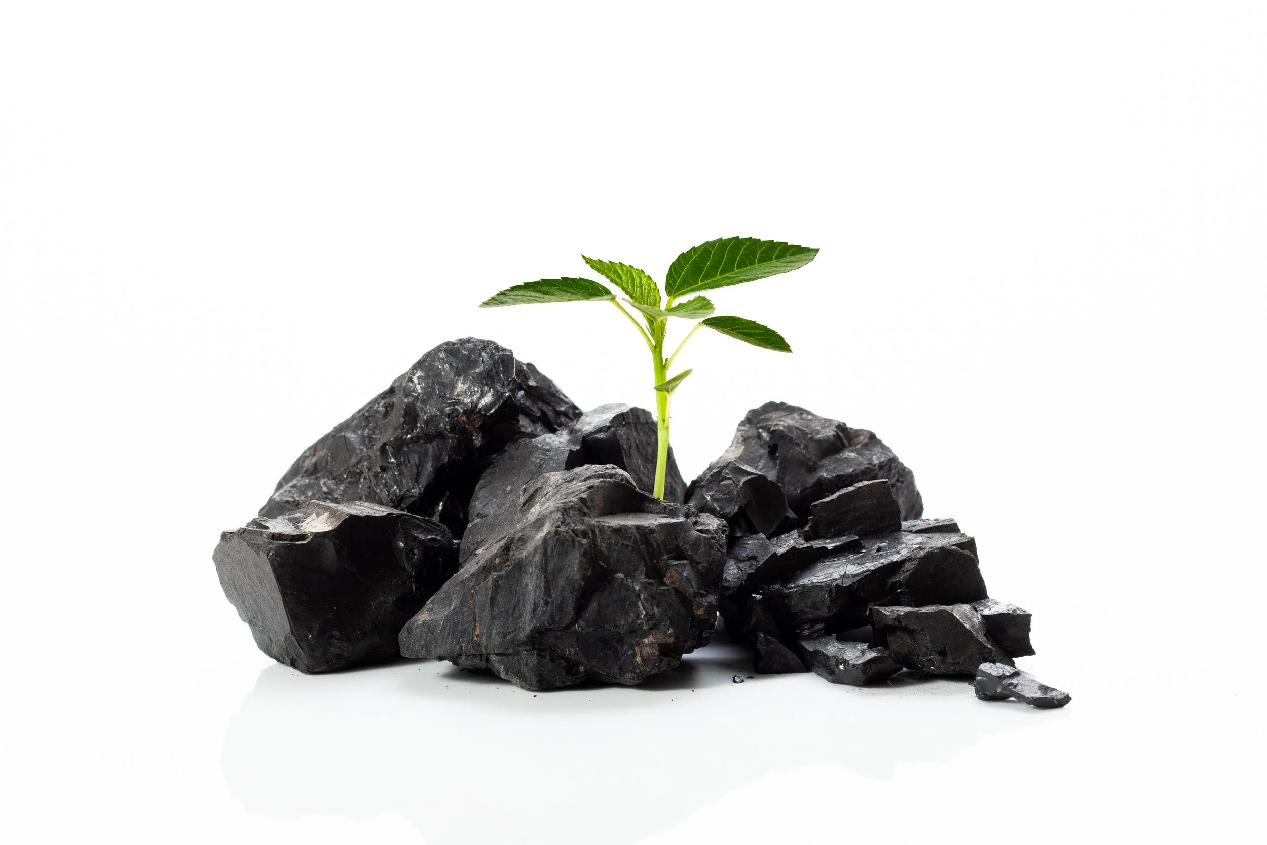 Timber trail to sustainable battery | CarbonScape — CarbonScape Ltd