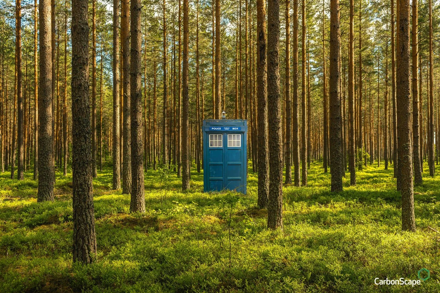 A time-bending revolution sits in the forest — CarbonScape Ltd