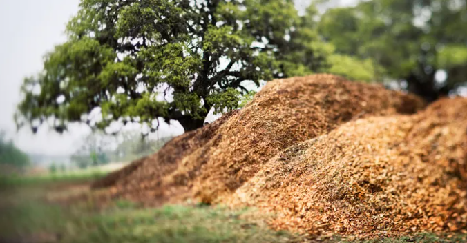 CarbonScape’s Renewable ‘Biographite’ Anode Material Ready to Scale ...