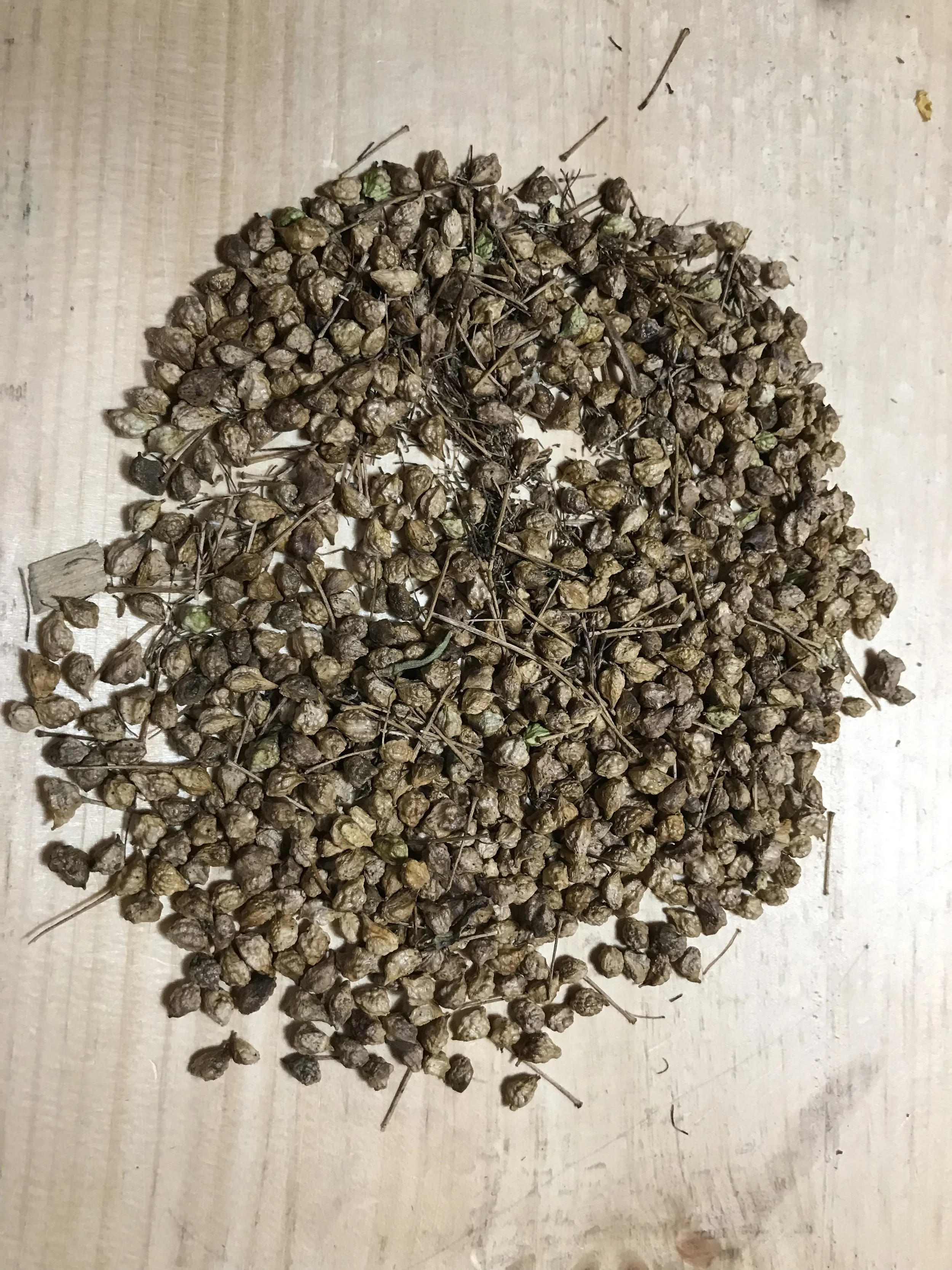 Shop — Taproot Nursery