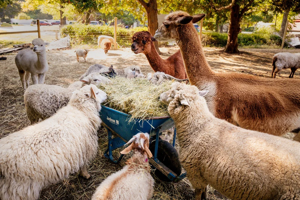 Our Approach — Cultivate Care Farms- Farm-Based Therapy