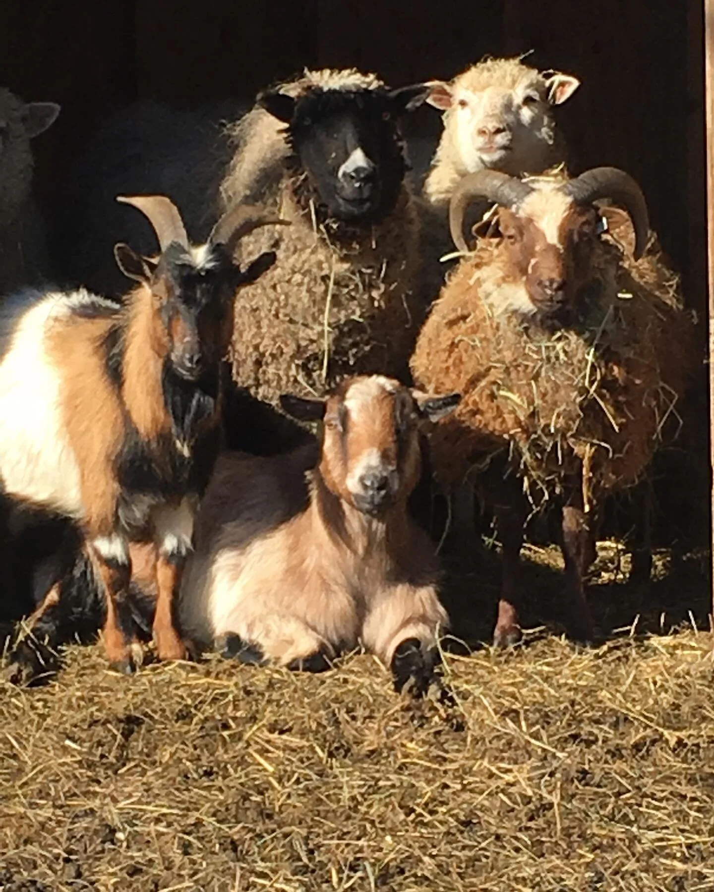 Cultivate Care Farms- Farm-Based Therapy