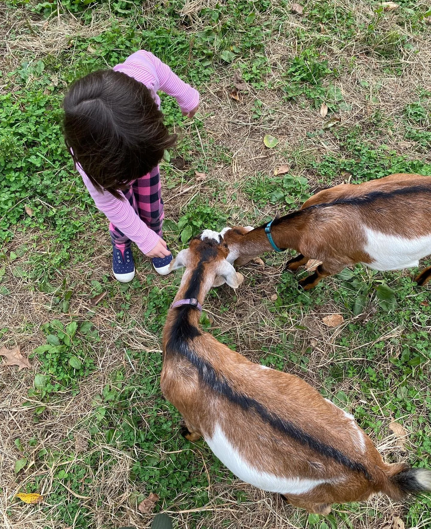 Cultivate Care Farms- Farm-Based Therapy