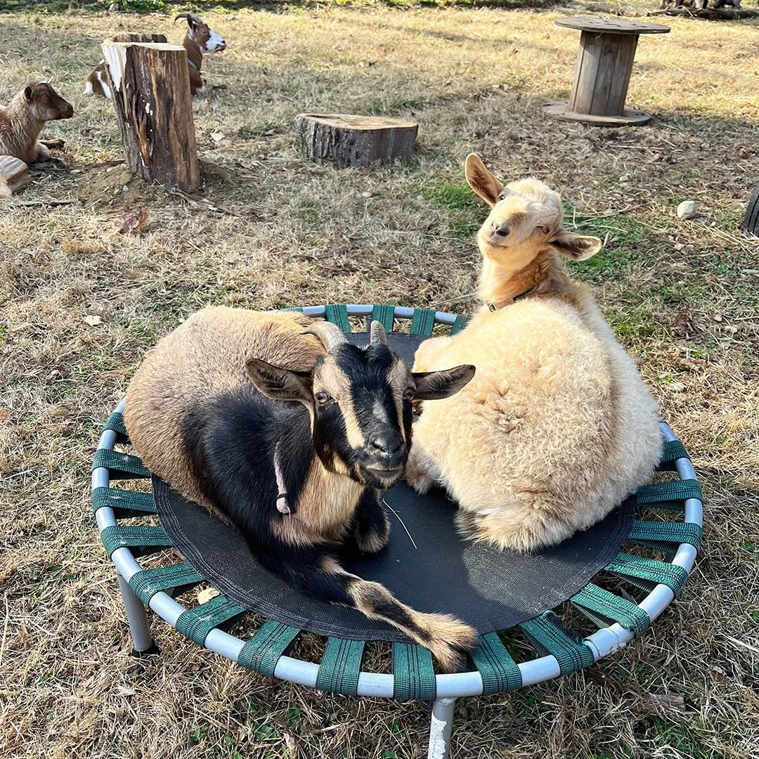 Cultivate Care Farms- Farm-Based Therapy