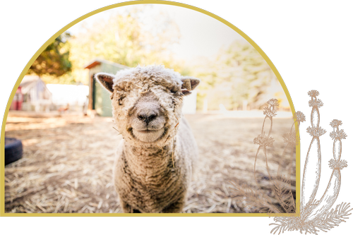 Cultivate Care Farms- Farm-Based Therapy
