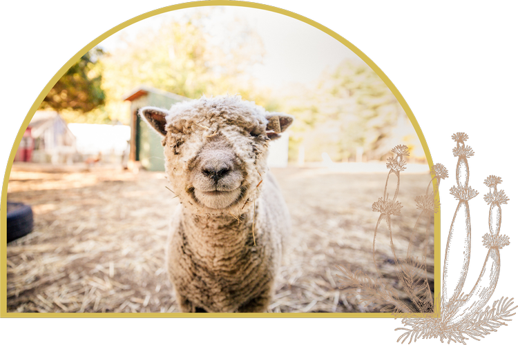 Cultivate Care Farms- Farm-Based Therapy