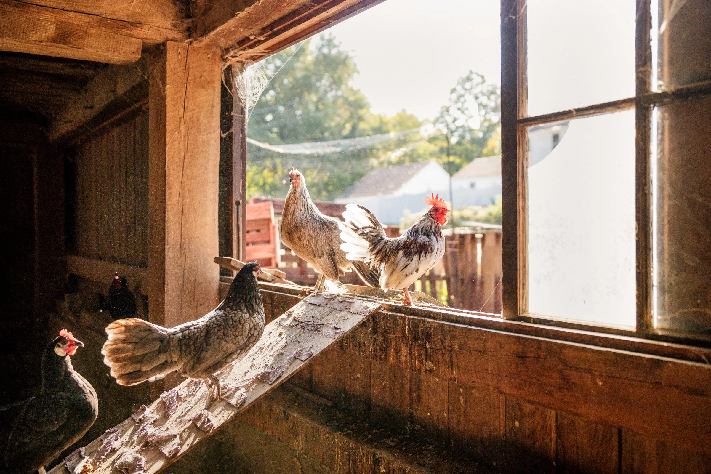Our Mission — Cultivate Care Farms- Farm-Based Therapy