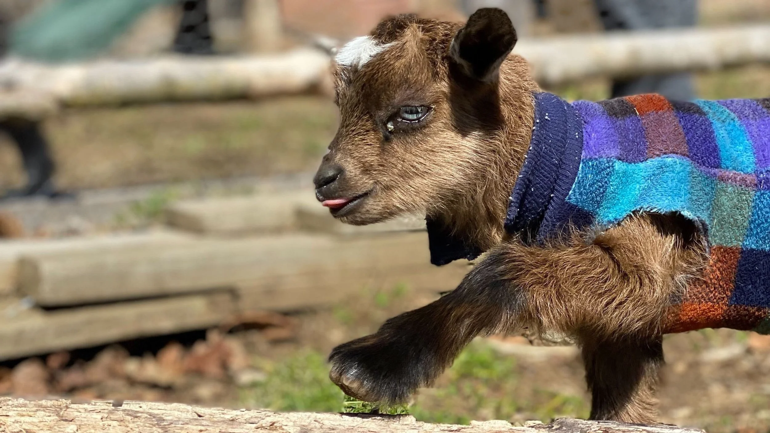 Say “Hi” to Ruby! — Cultivate Care Farms- Farm-Based Therapy