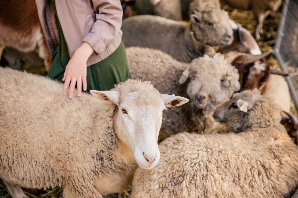 Cultivate Care Farms- Farm-Based Therapy