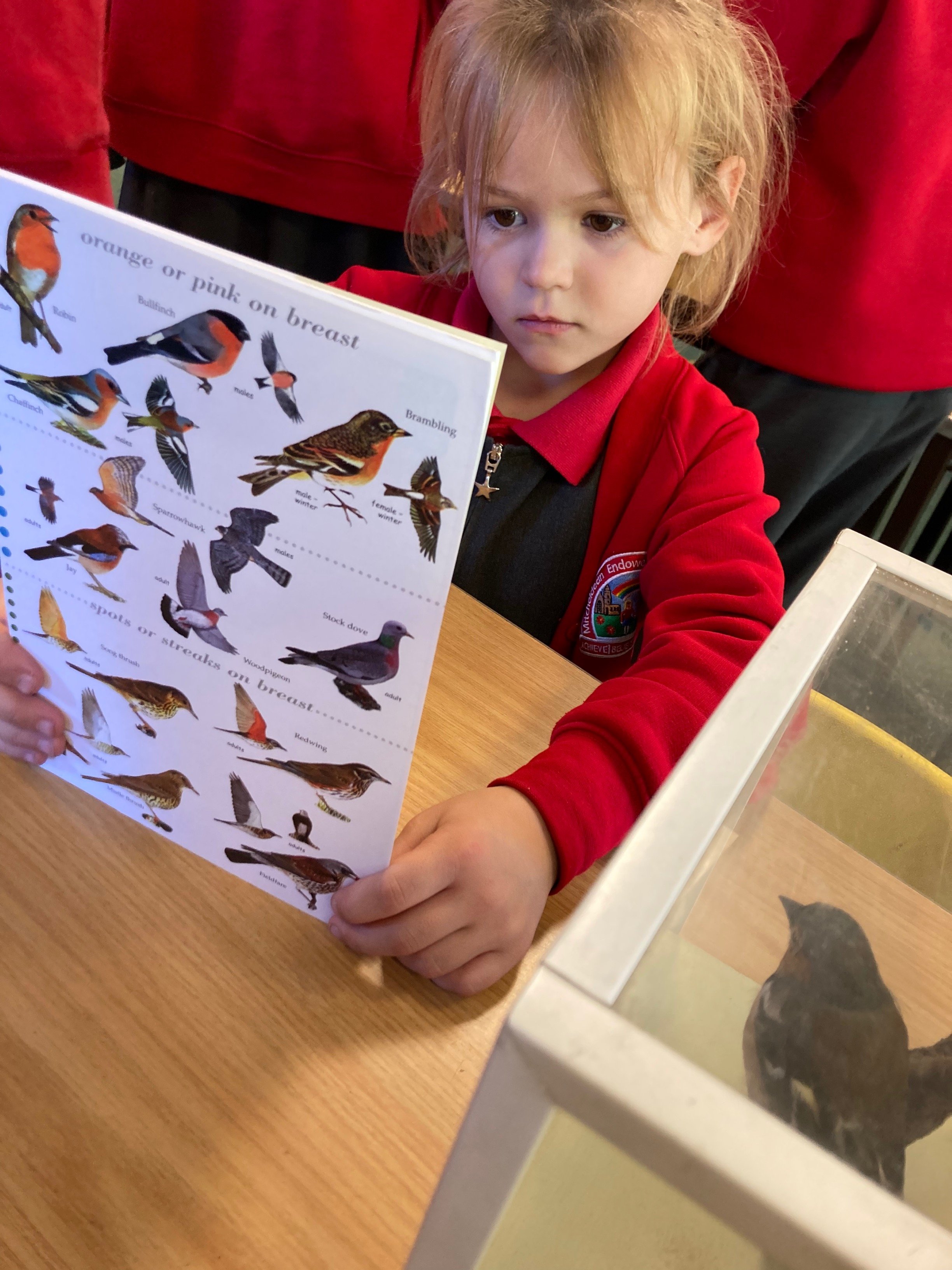 The Wild Escape — Museum of Gloucester