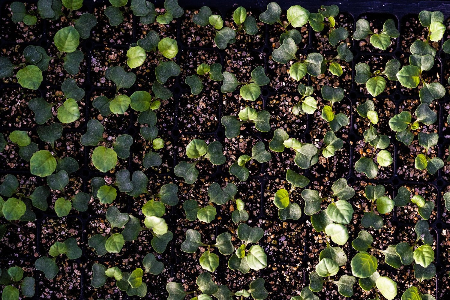 About CSA — Middle Ground Farm