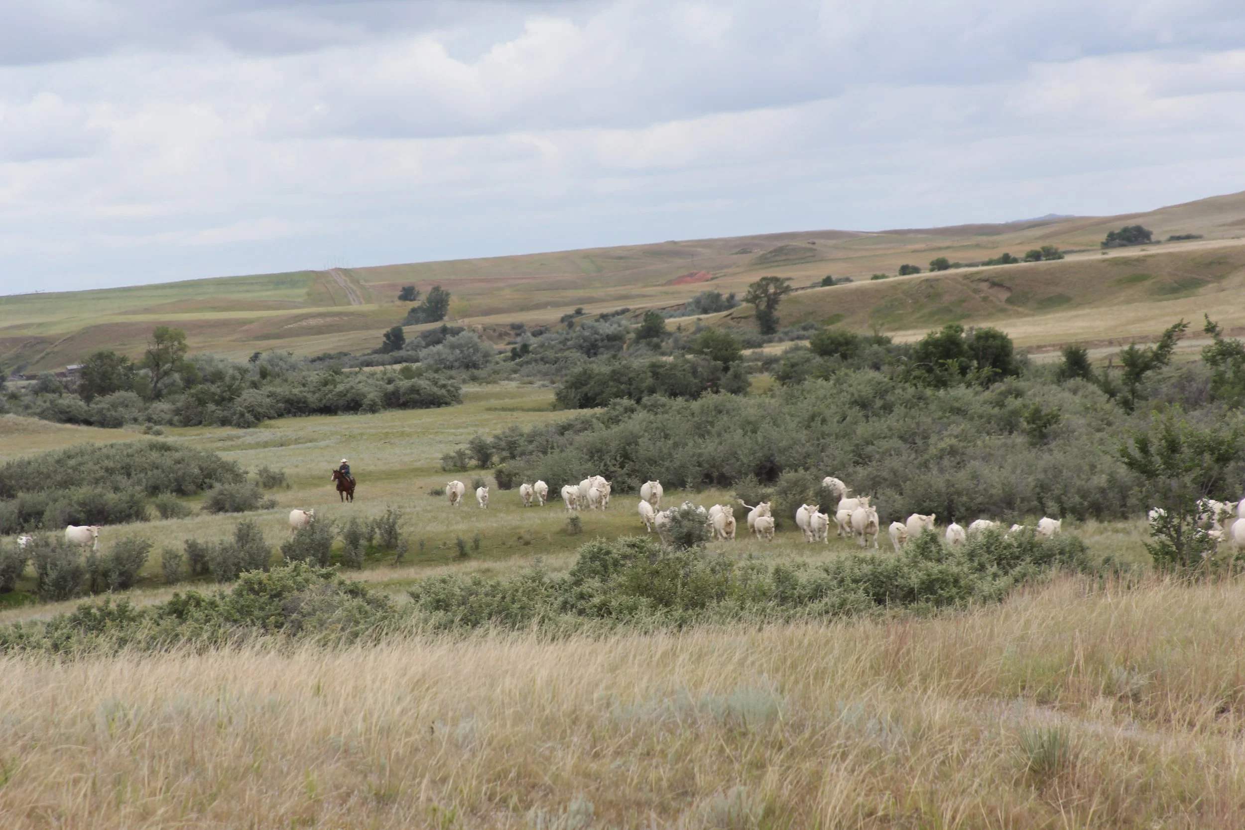 About — Rambur Charolais