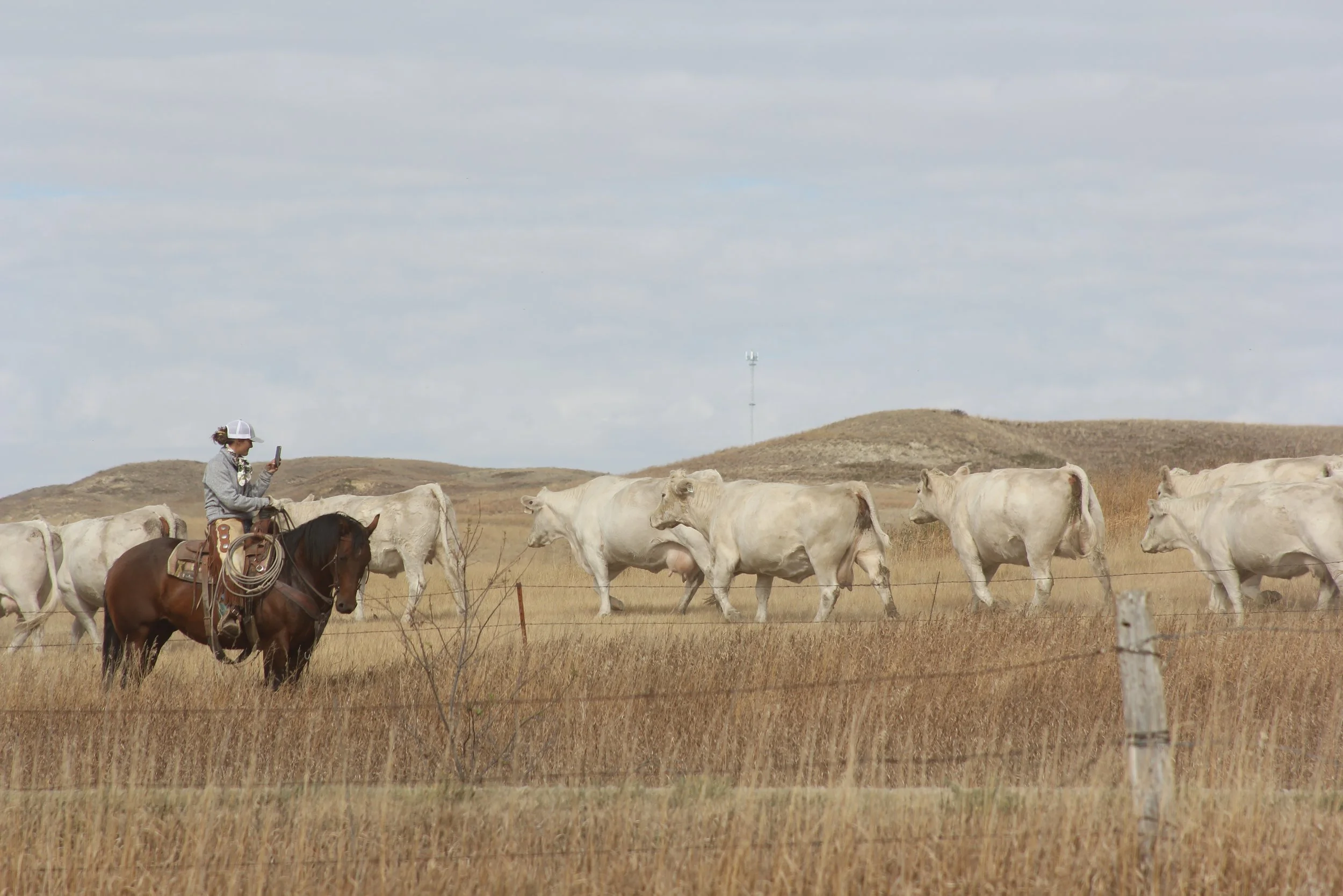 Feedlot — Rambur Charolais