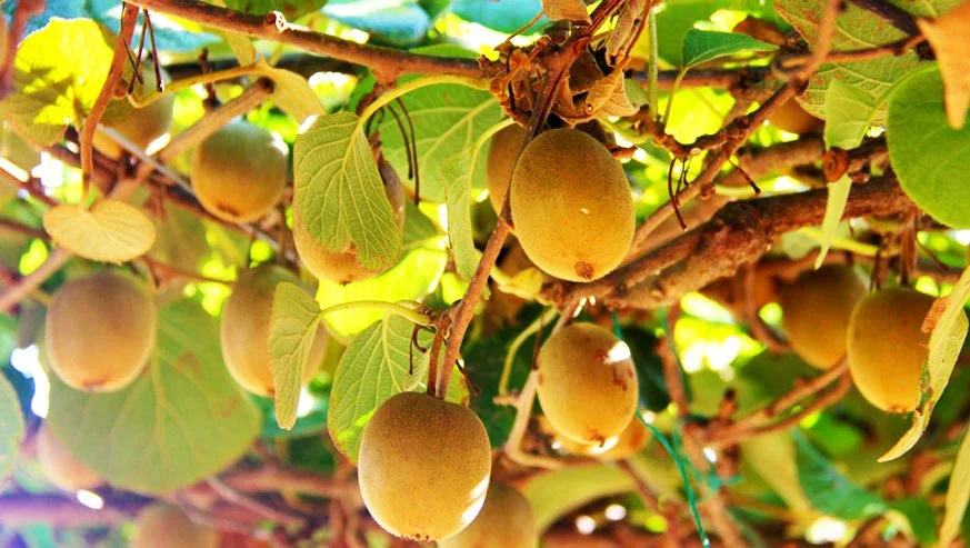 Celebrating the Pacific Islands’ contributions to the RSE Scheme ...