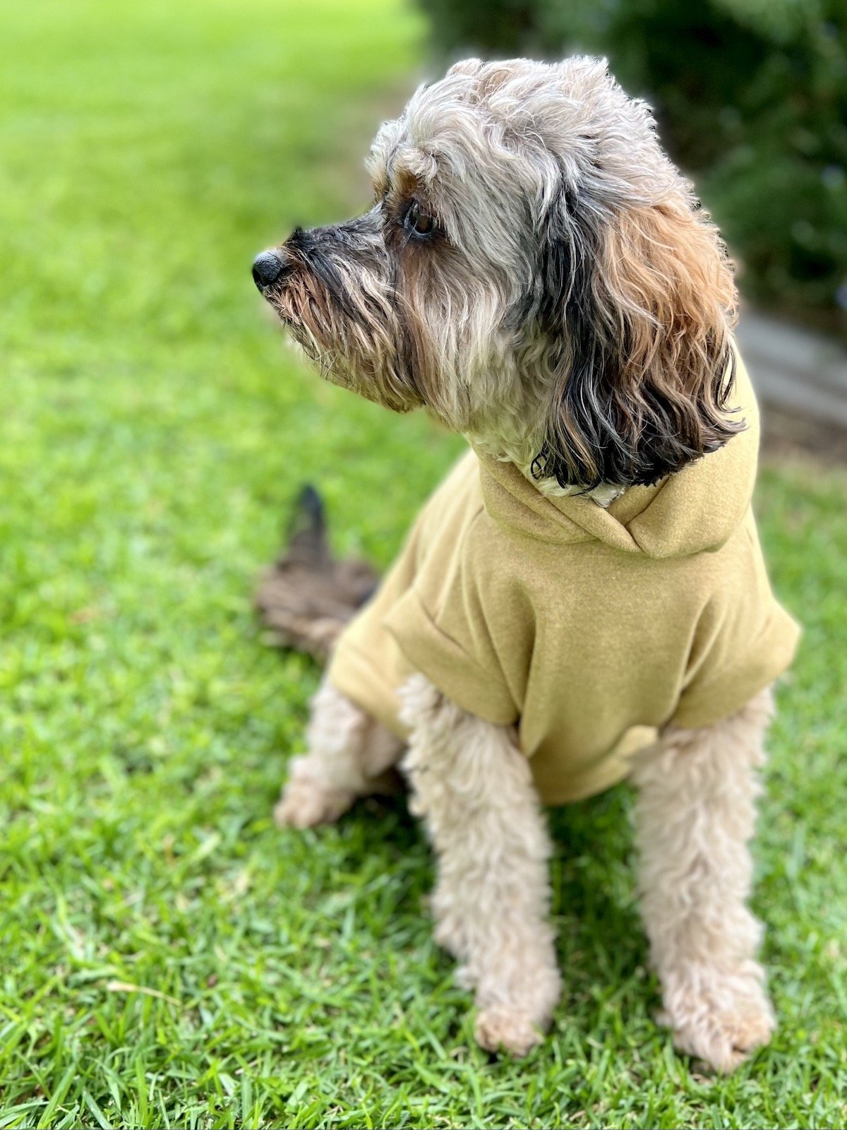 Paws for Change Greeting Cards — Paws For Change