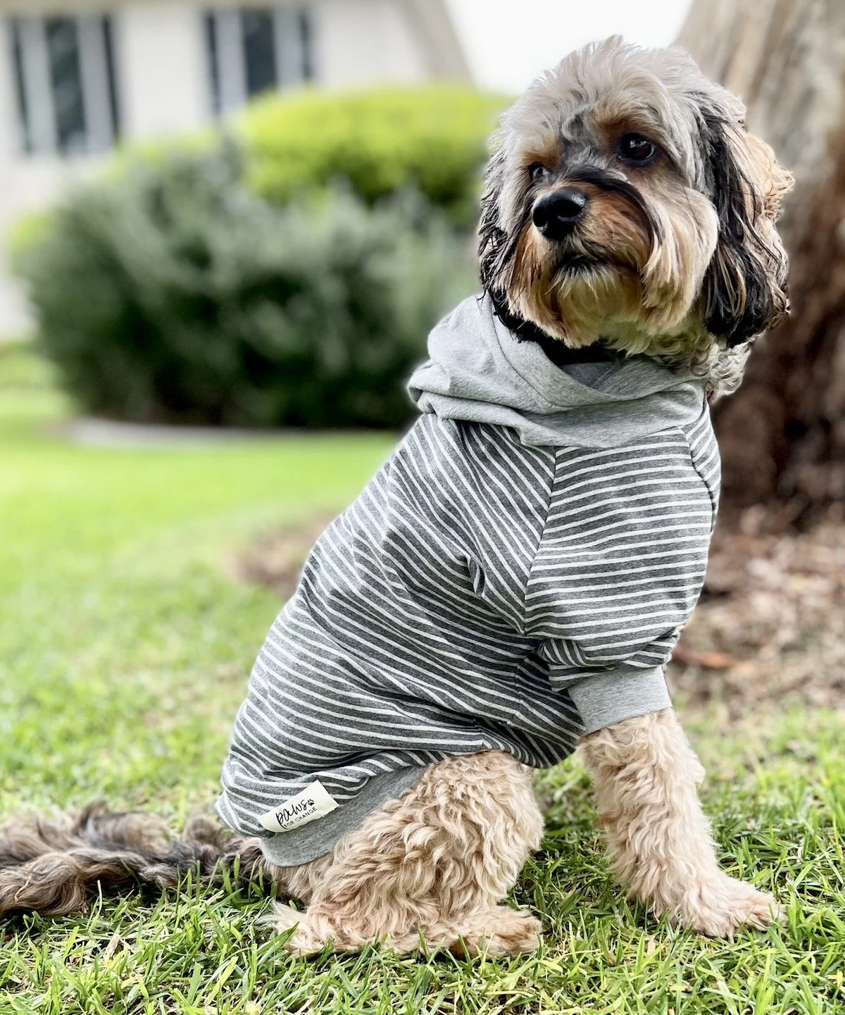 Paws for Change Greeting Cards — Paws For Change