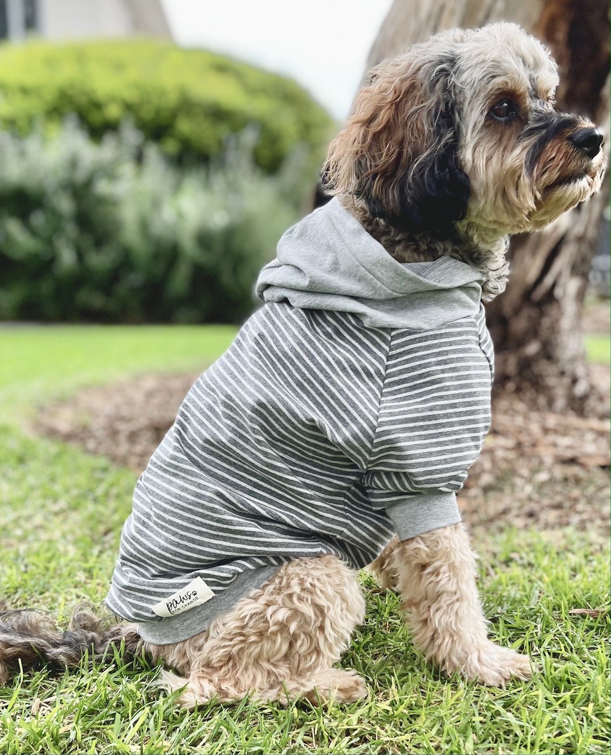 Paws for Change Greeting Cards — Paws For Change