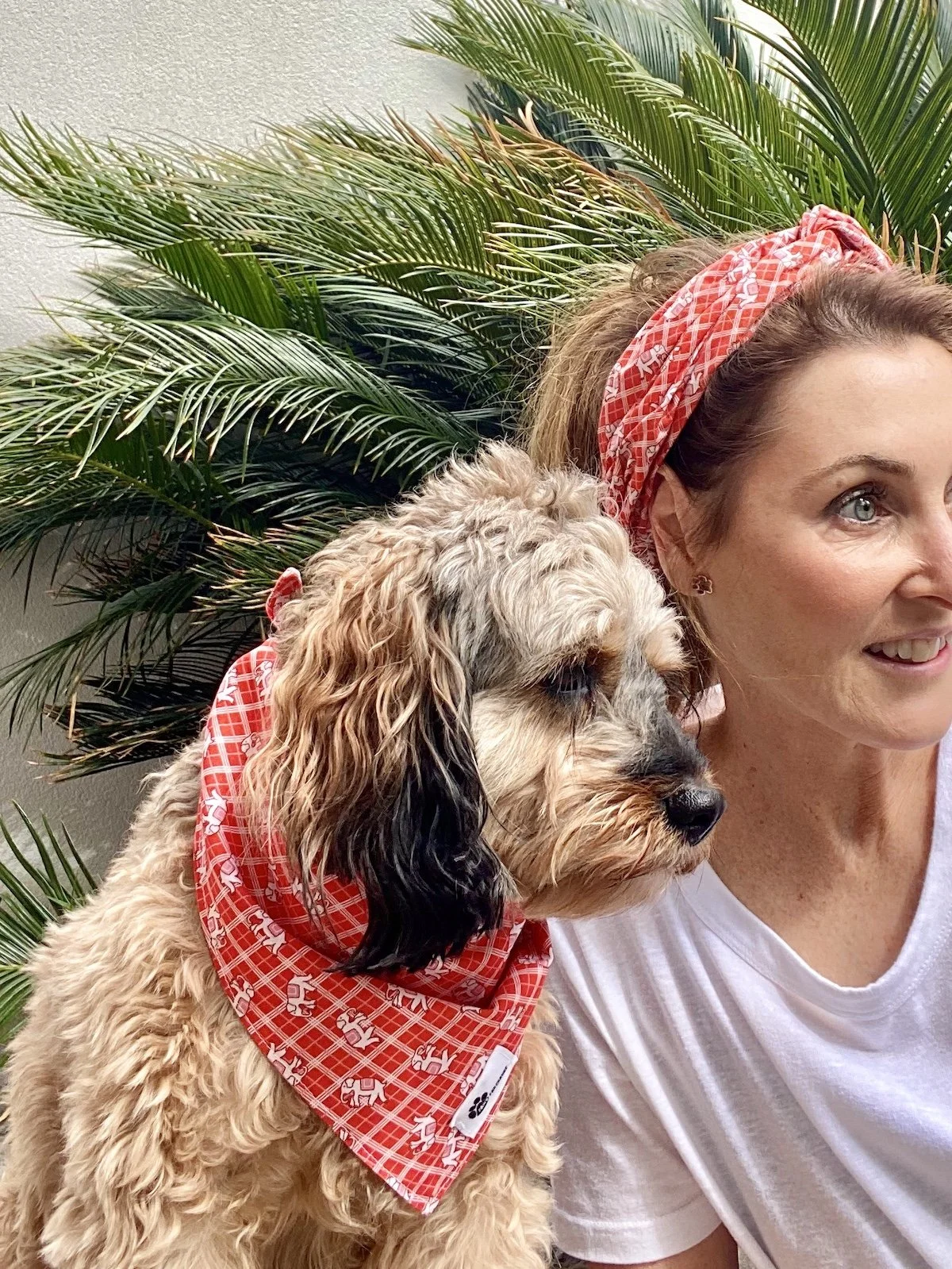 Paws for Change Greeting Cards — Paws For Change