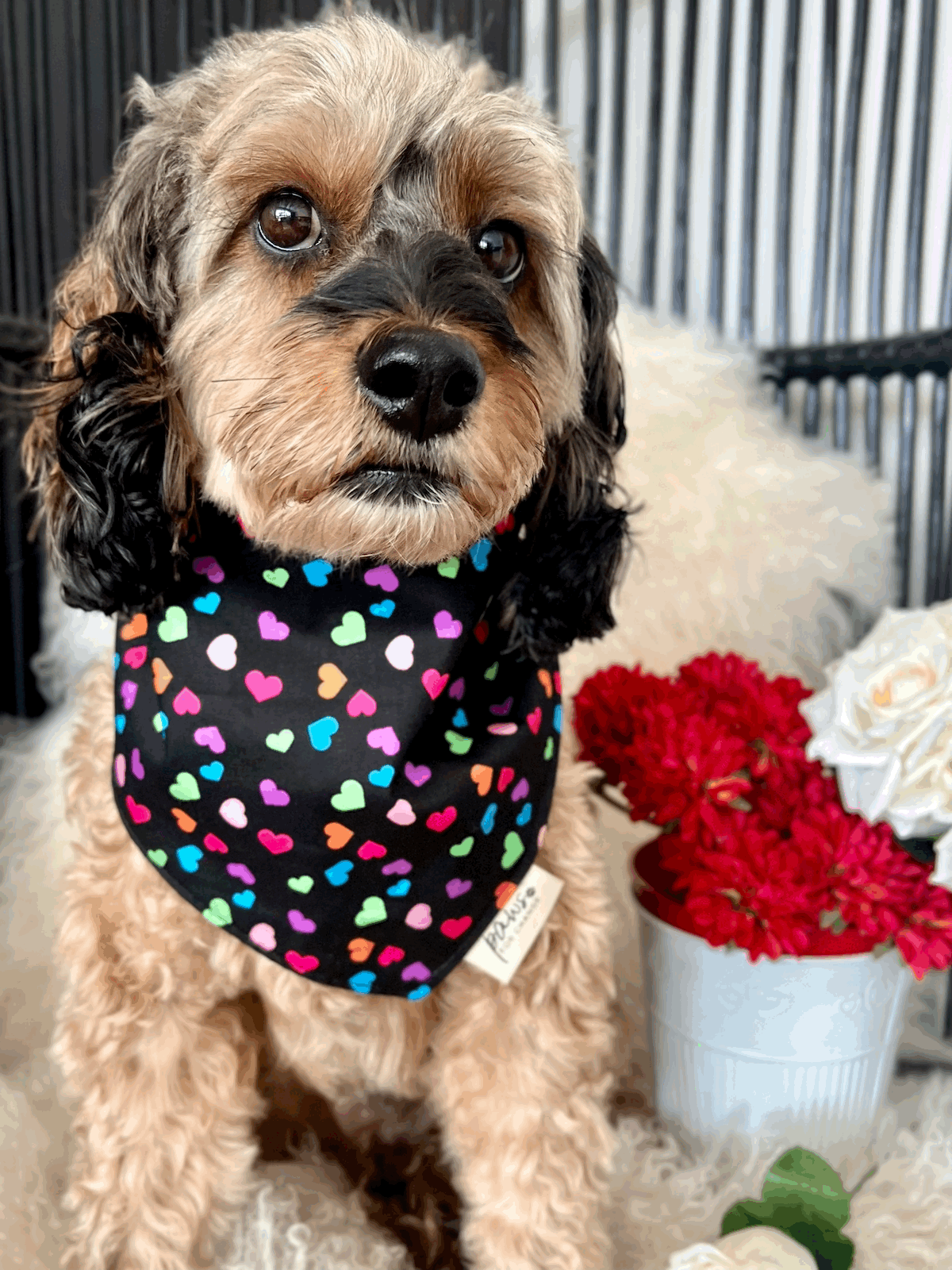 Paws for Change Greeting Cards — Paws For Change