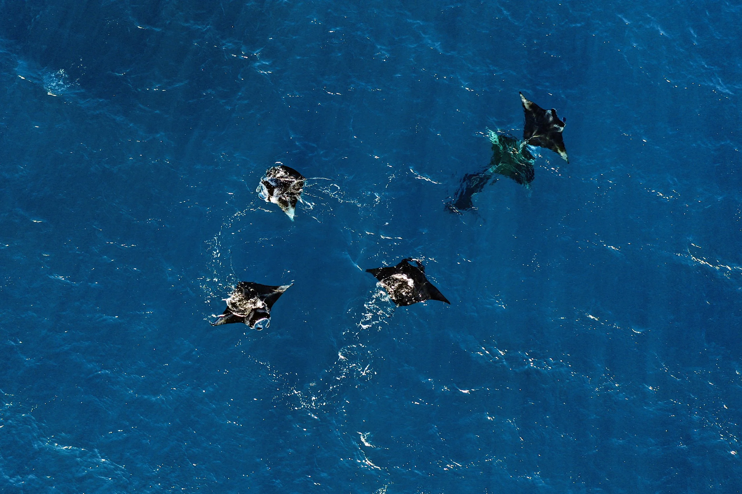 Manta Project Fiji