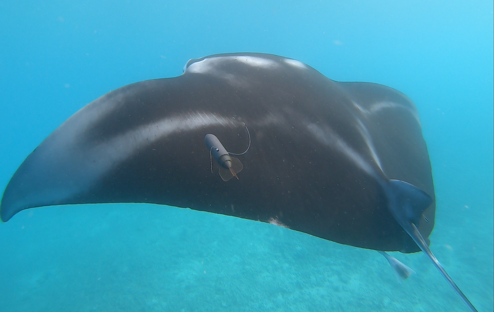 Reef Manta Rays — Manta Project Fiji