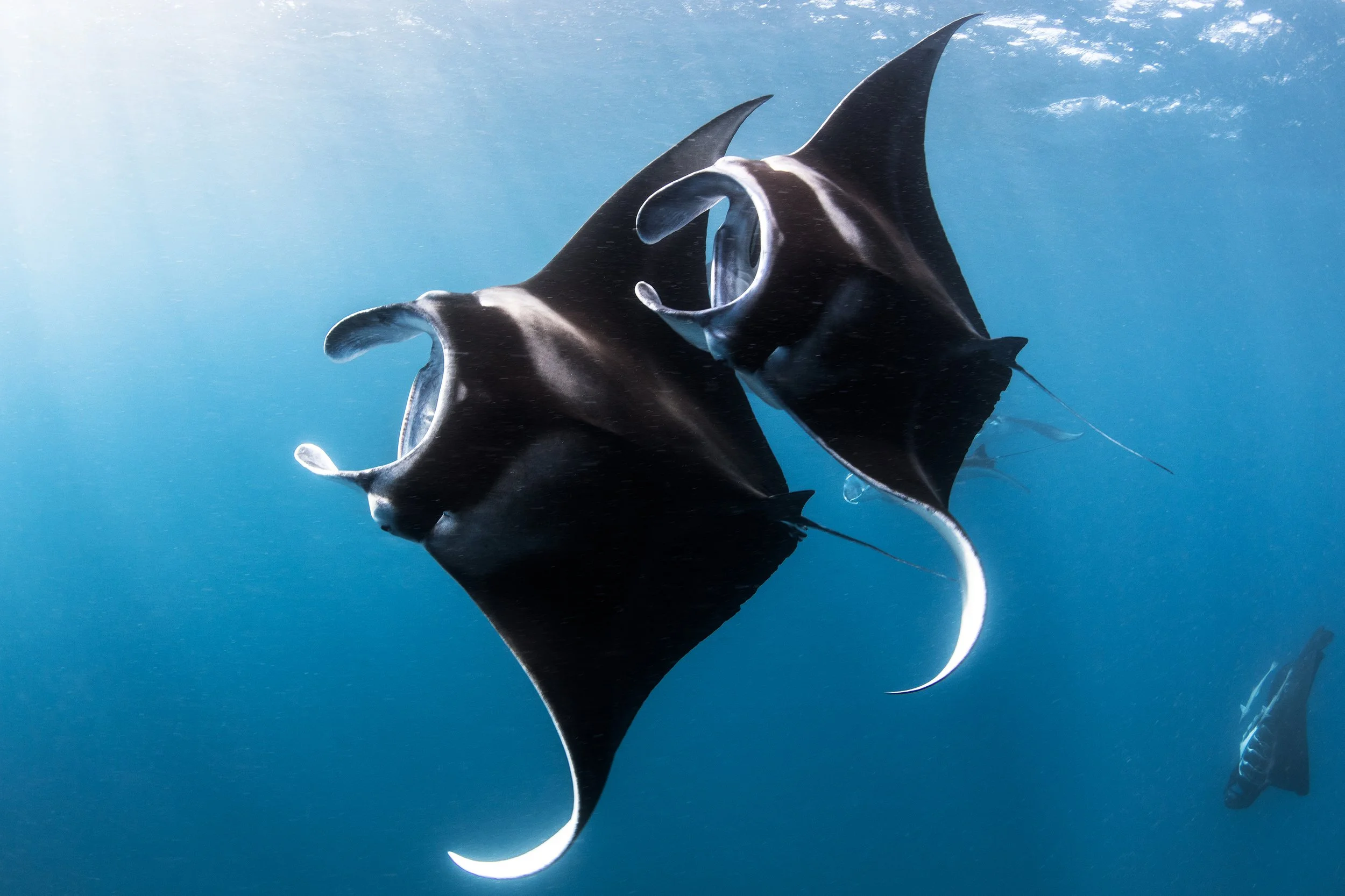 Manta Project Fiji