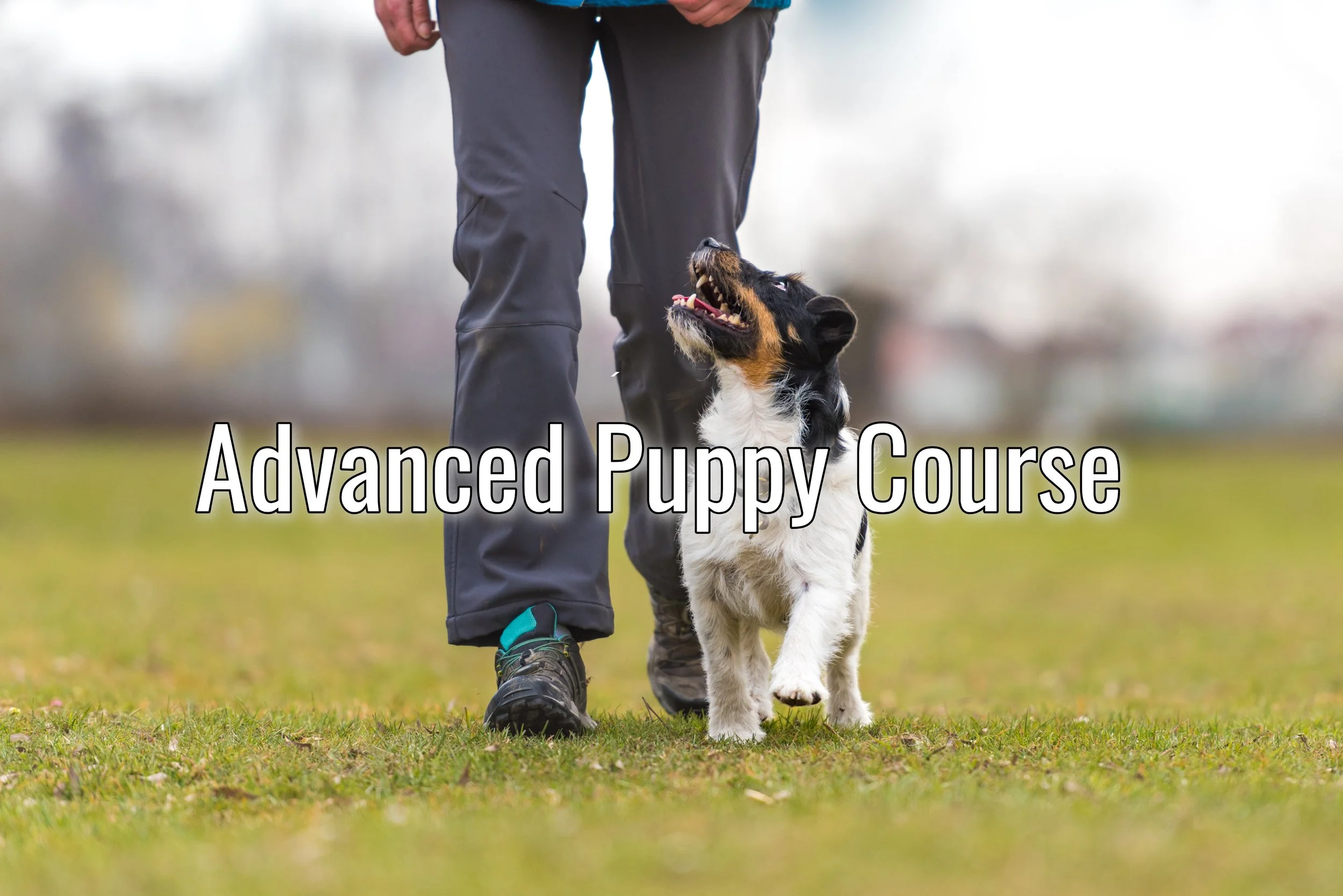 Delta Paws Dog Training