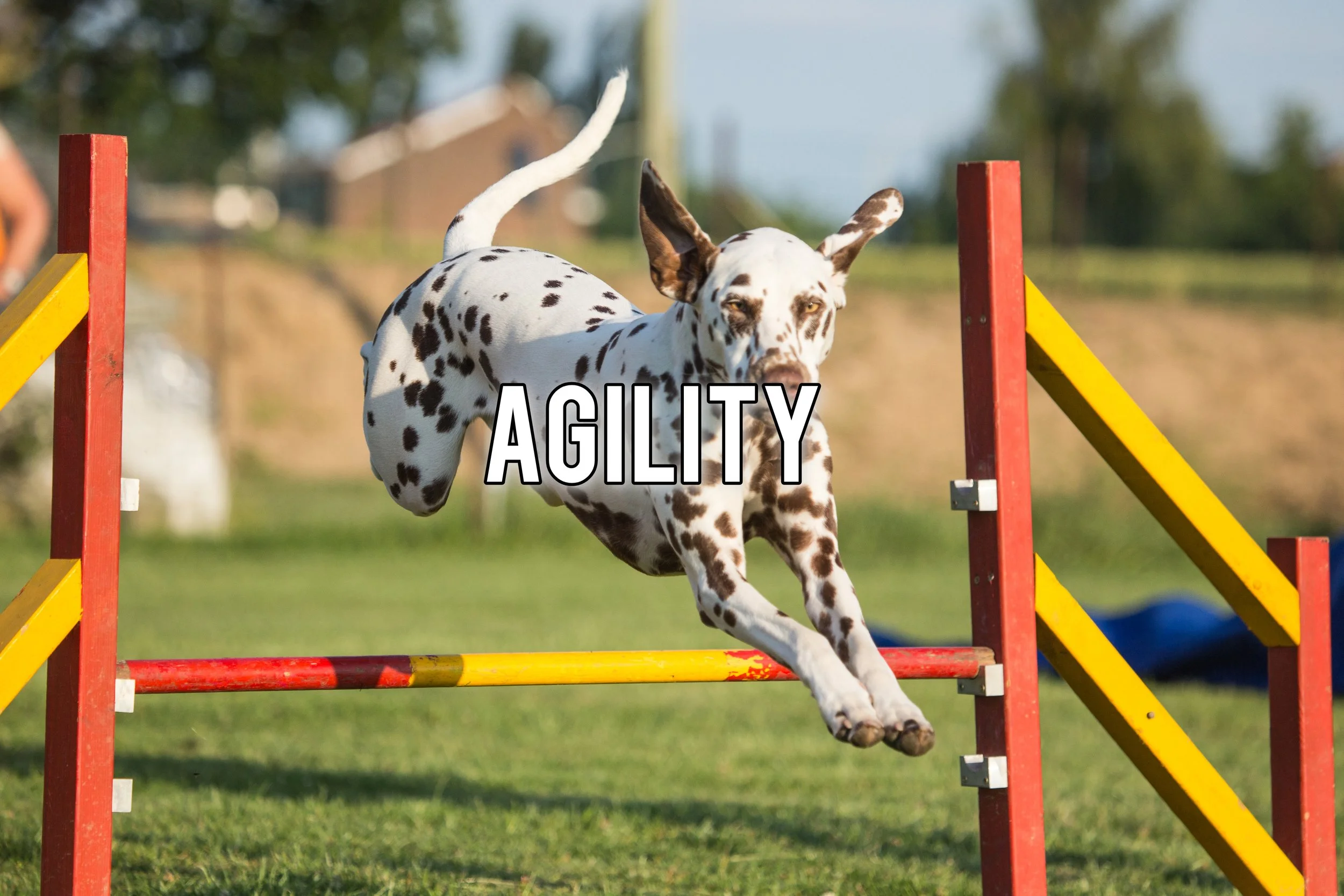 Delta Paws Dog Training