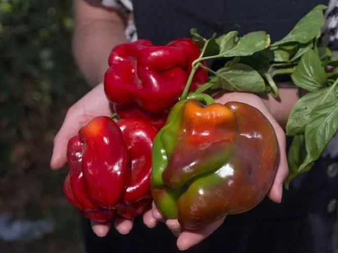 Community Garden Gallery — Serene Green