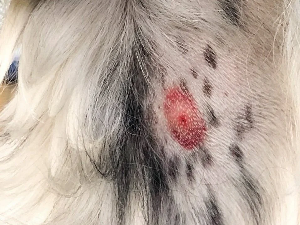 Dette bør hundeeiere vite om behandling mot flått, andre plagsomme ...